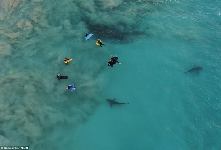 Australia, sharks swim with students (Photo + Video) – Balkanweb.com ...
