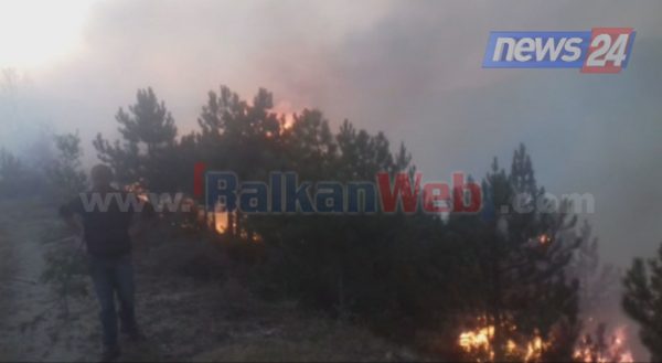 Powerful fire in Treblove, Vlora, burns 400 centuries-old olive trees ...