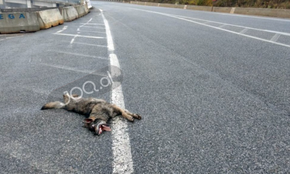 Travelers are stunned, the wolf is found crushed on the National Road ...