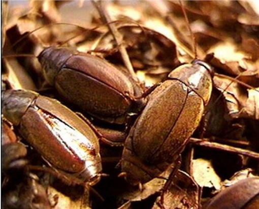 STUDY/ Cockroach milk is food for the future – Balkanweb.com - News24