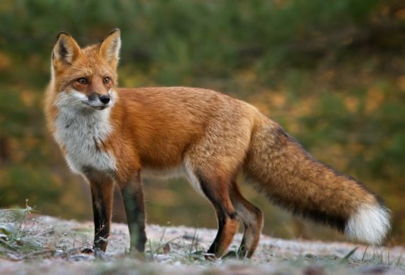 Rabies virus, Red Fox vaccination begins with small aircraft ...