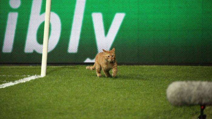 UEFA launches investigation, Besiktas gets into trouble with a... cat ...