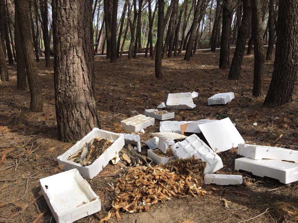 FOTOT/ Denoncimi tek Berisha: Ja si është situata në Pyllin e Sodës në ...