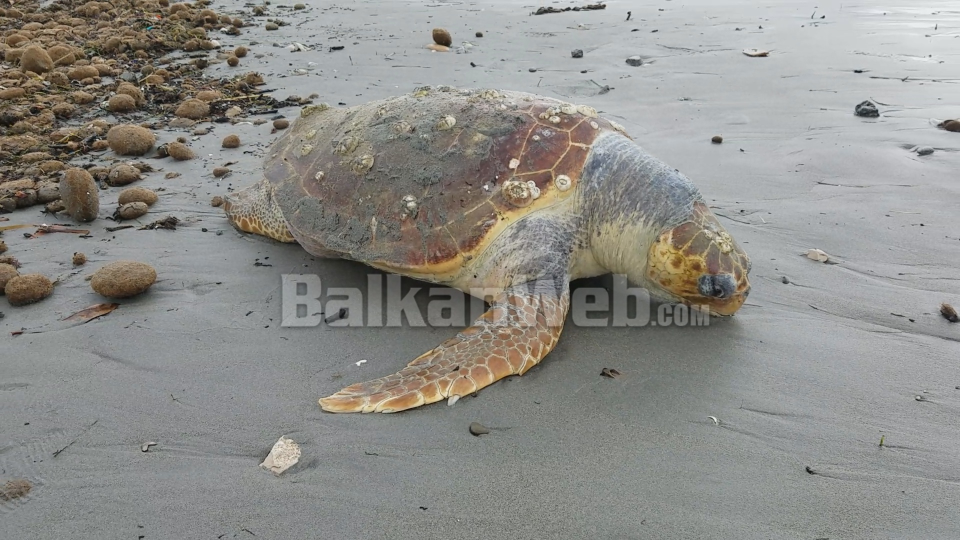 VIDEO/ Breshka 100-vjeçare nxirret nga dallgët e detit në Durrës ...