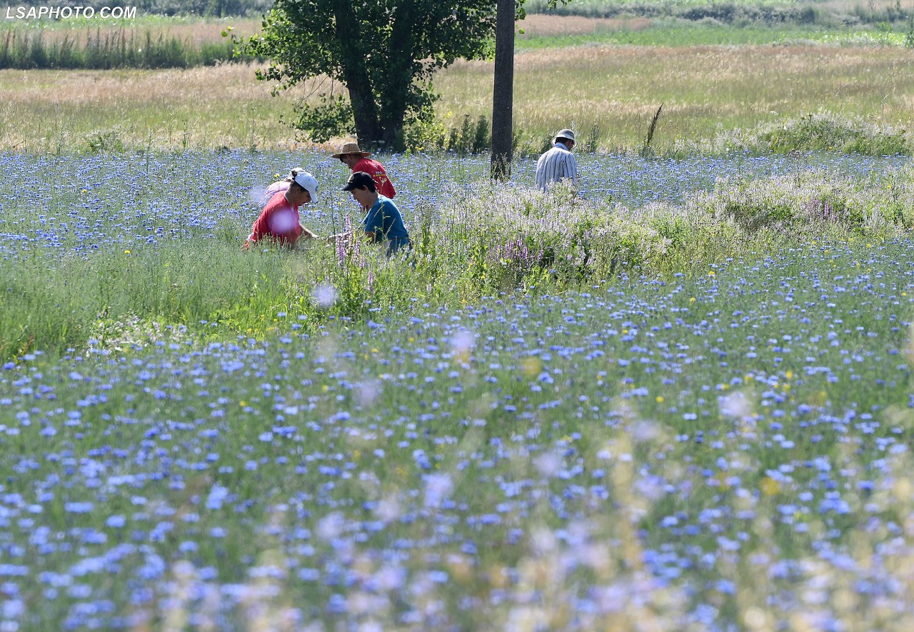 Pamje mbresëlënëse/ Fermerët e Devollit mbledhin lule ciani (Foto ...