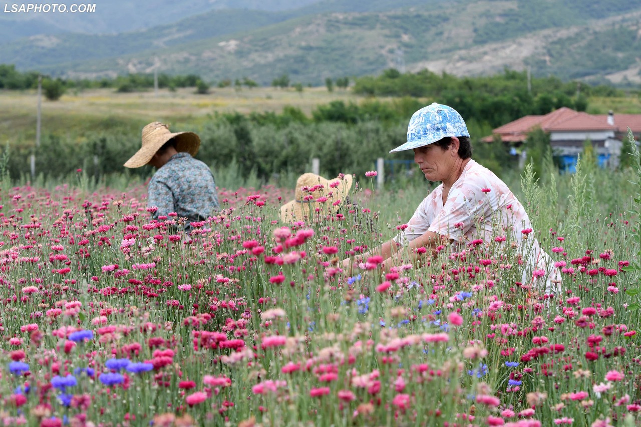 Pamje mbresëlënëse/ Fermerët e Devollit mbledhin lule ciani (Foto ...