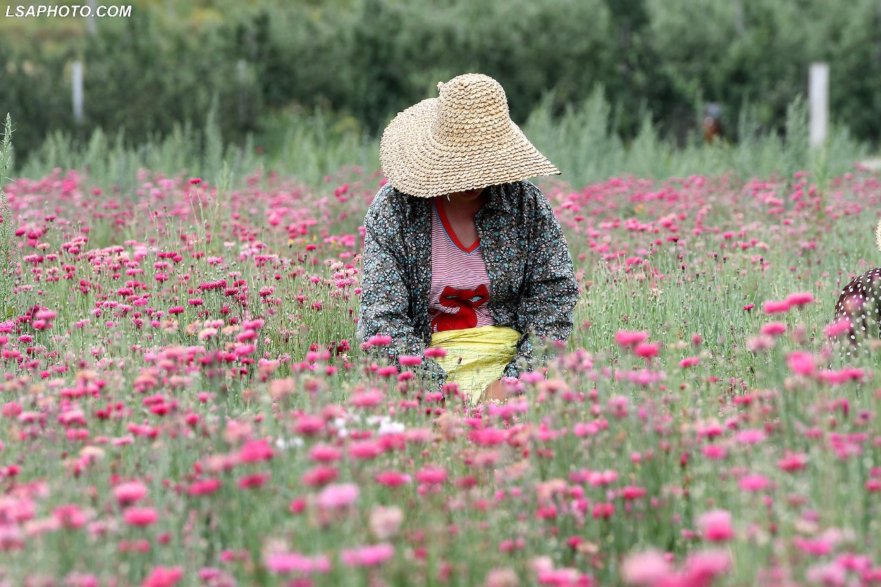 Pamje mbresëlënëse/ Fermerët e Devollit mbledhin lule ciani (Foto ...