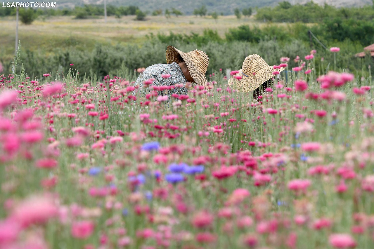 Pamje mbresëlënëse/ Fermerët e Devollit mbledhin lule ciani (Foto ...