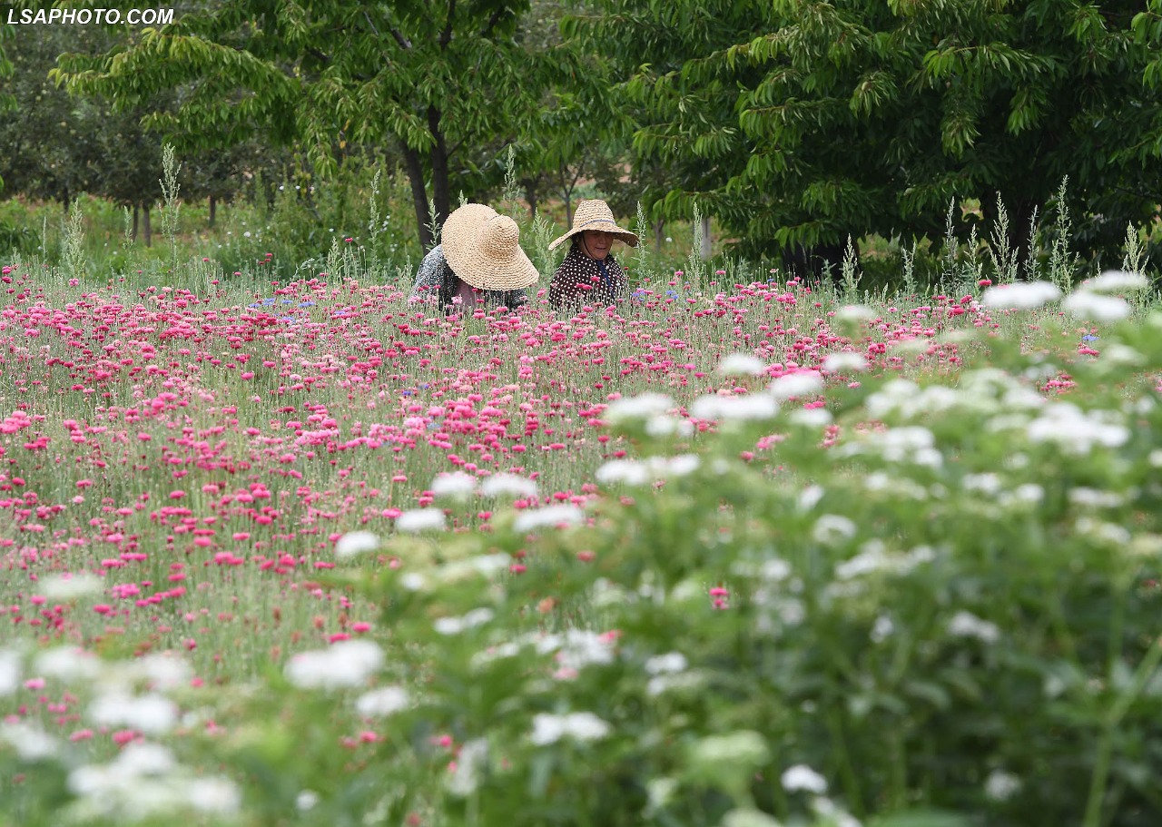 Pamje mbresëlënëse/ Fermerët e Devollit mbledhin lule ciani (Foto ...