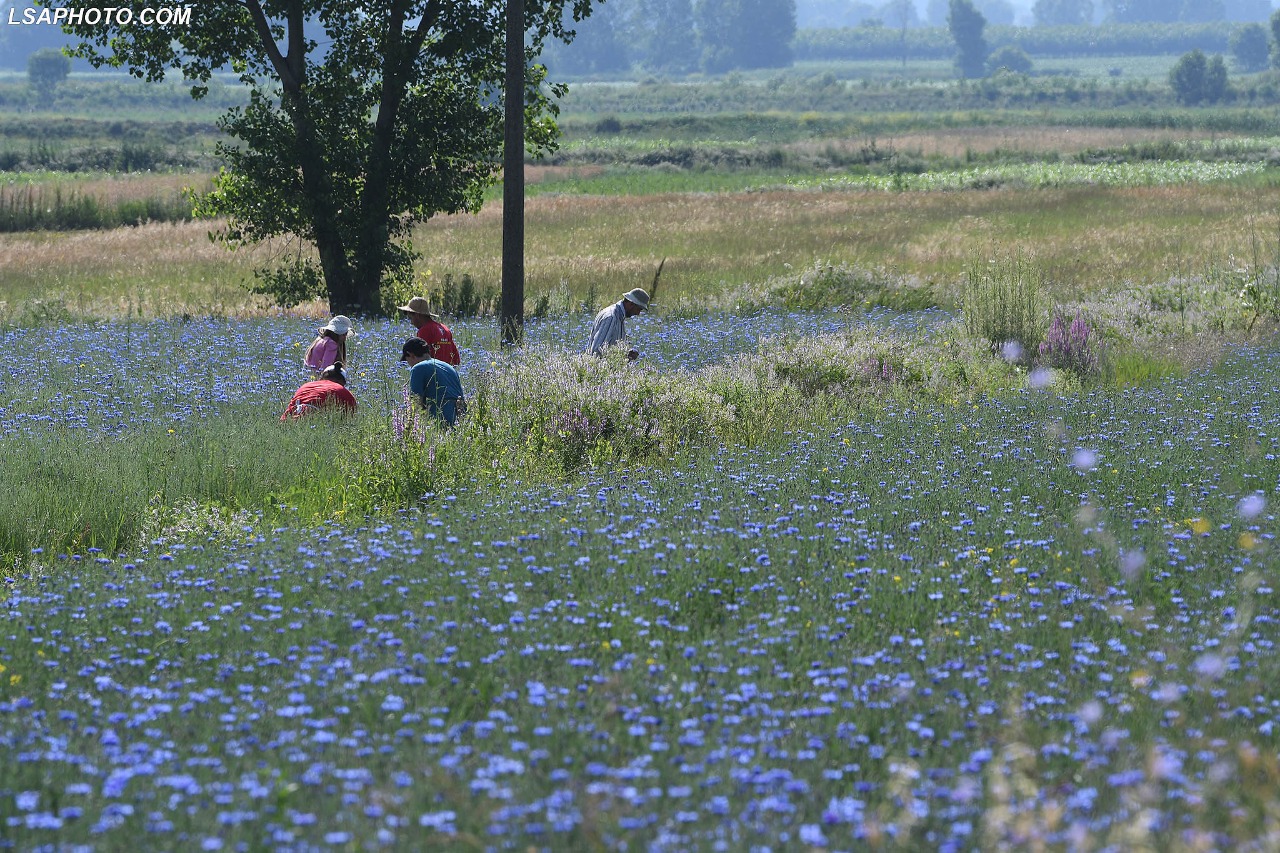 Pamje mbresëlënëse/ Fermerët e Devollit mbledhin lule ciani (Foto ...