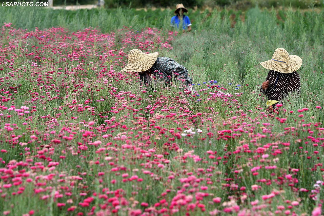 Pamje mbresëlënëse/ Fermerët e Devollit mbledhin lule ciani (Foto ...