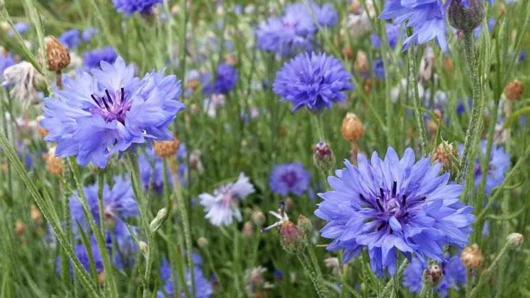 Pamje mbresëlënëse/ Fermerët e Devollit mbledhin lule ciani (Foto ...