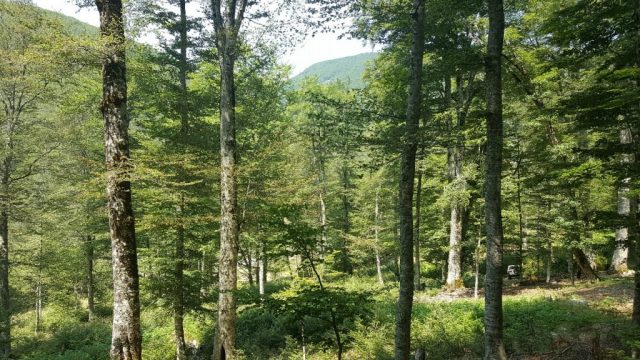 Kanabis në pyll, arrestohet roja 51-vjeçar në Fier - Balkanweb.com - News24