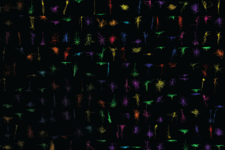 Nearly 200 billion human brain cells mapped, Atlas created by Brain ...