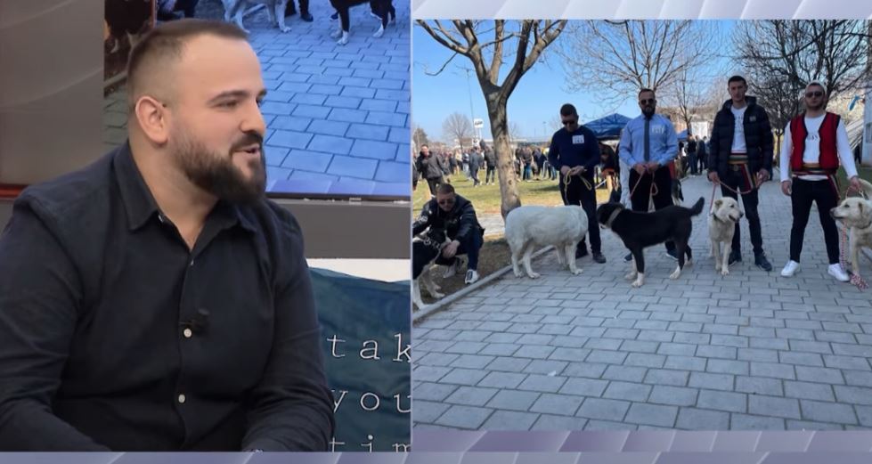 Qeni Molos, një racë shqiptare në zhdukje, ekspertët ngrenë alarmin: Po ...