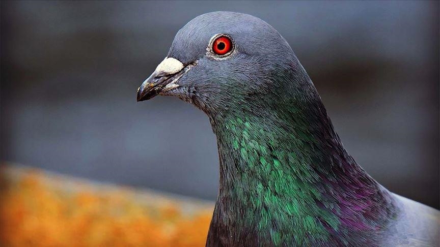 Lirohet pas 8 muajsh pëllumbi i akuzuar për … spiunazh! – Balkanweb.com ...