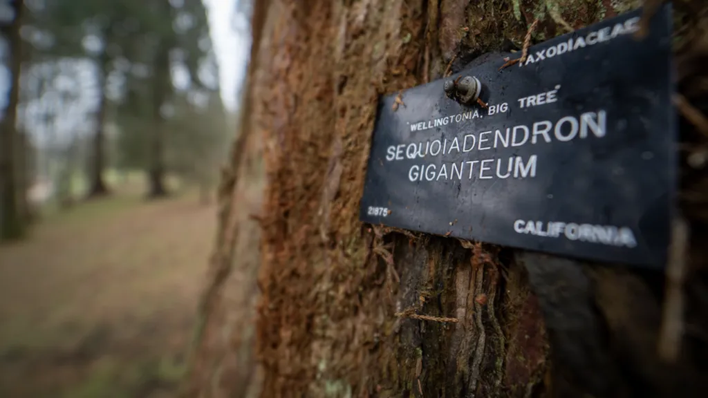 Meet the tallest tree in the world that lives for about 2 years ...