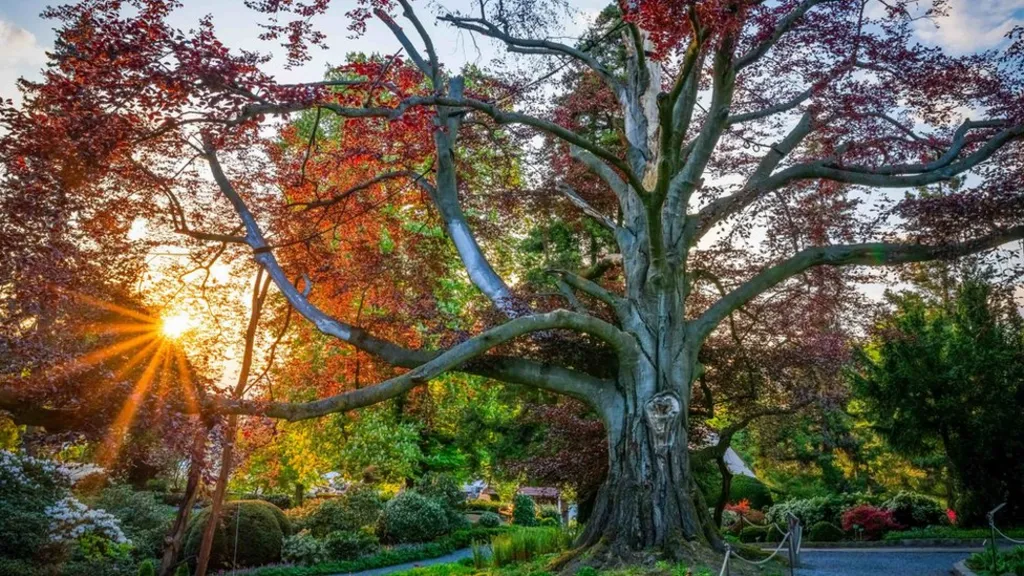 Monumental trees of the year. From thousand-year-old olive trees to ...