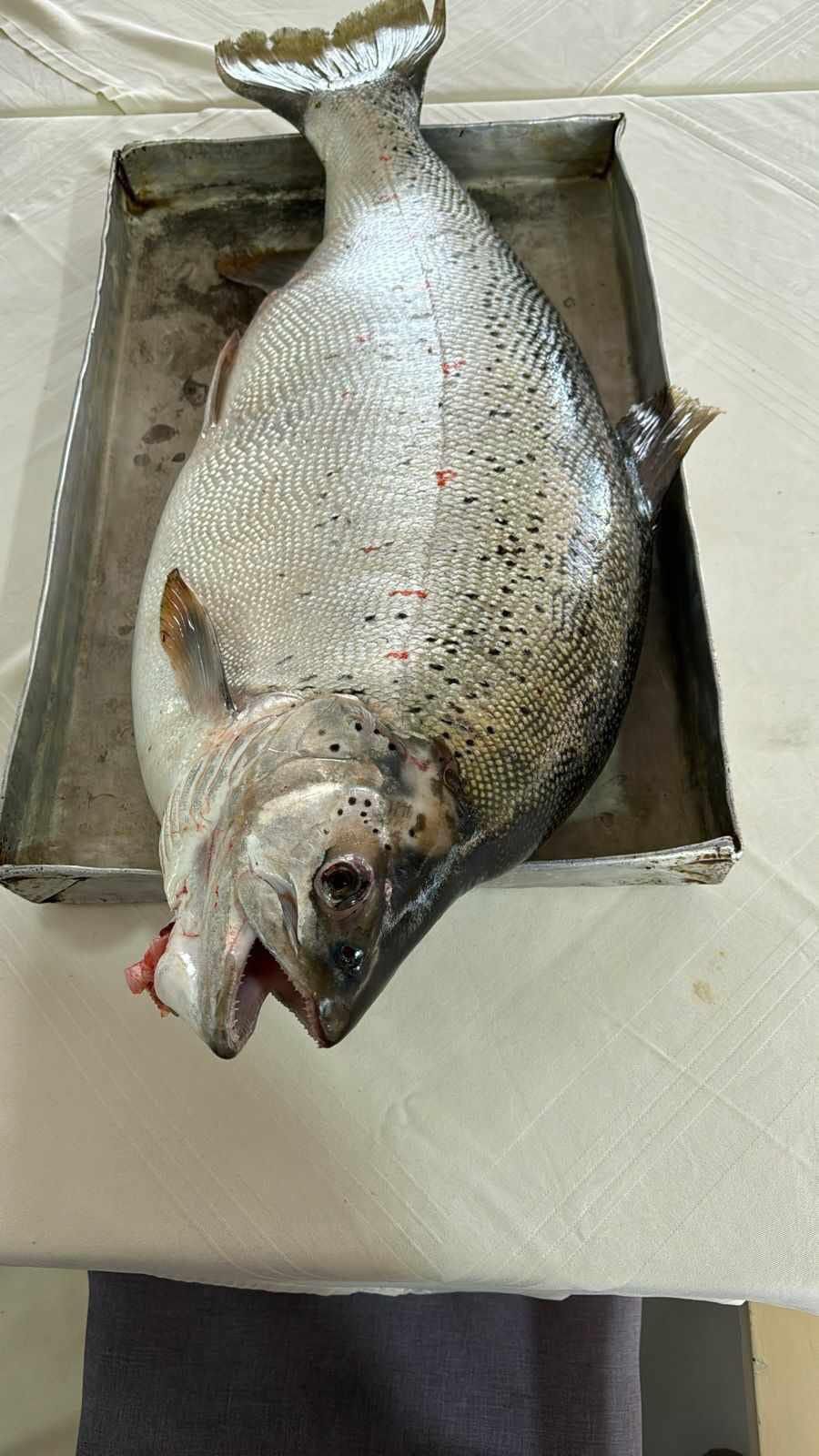 Ndodh në Pogradec! Peshkatari kap në liqenin e Ohrit koranin mbi 13 kg ...