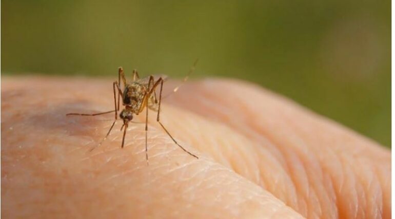 Mosquitoes spread it/ The West Nile Virus arrives in Albania. What are ...