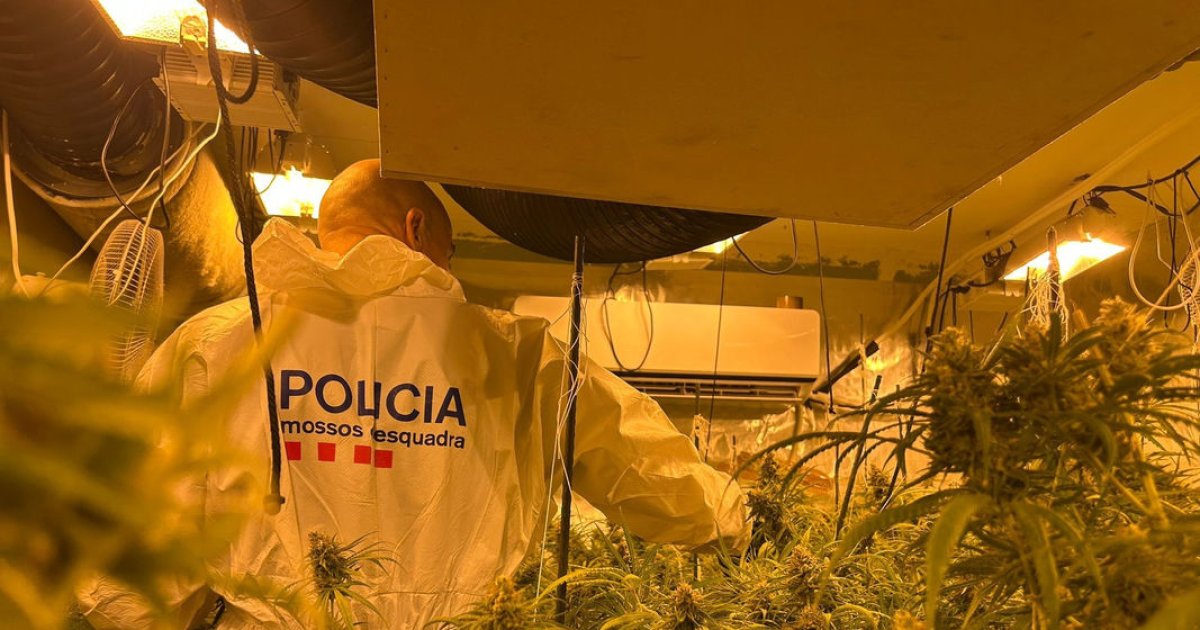 Area with 200 inhabitants/ Police seize 372 cannabis plants, arrest an ...
