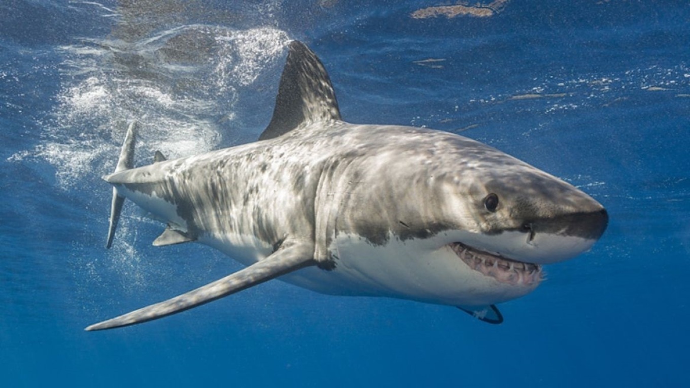 German tourist dies from shark attack in Spain, ate her leg and ...