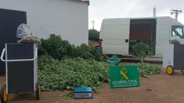 Spain/ Plantation with 3880 marijuana plants discovered, 3 Albanians ...