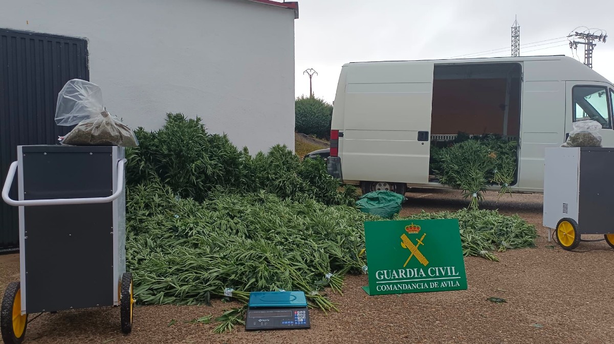 Spain/ Plantation with 3880 marijuana plants discovered, 3 Albanians ...