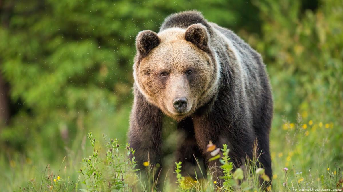 Slovakia approves culling of 350 brown bears amid rising attacks ...