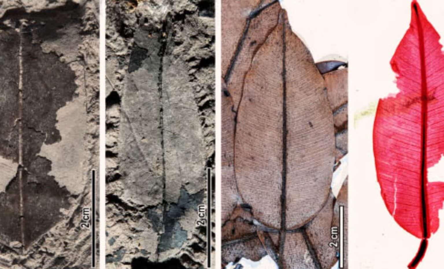 Scientists discover 2-million-year-old fossil of giant tree in Borneo ...