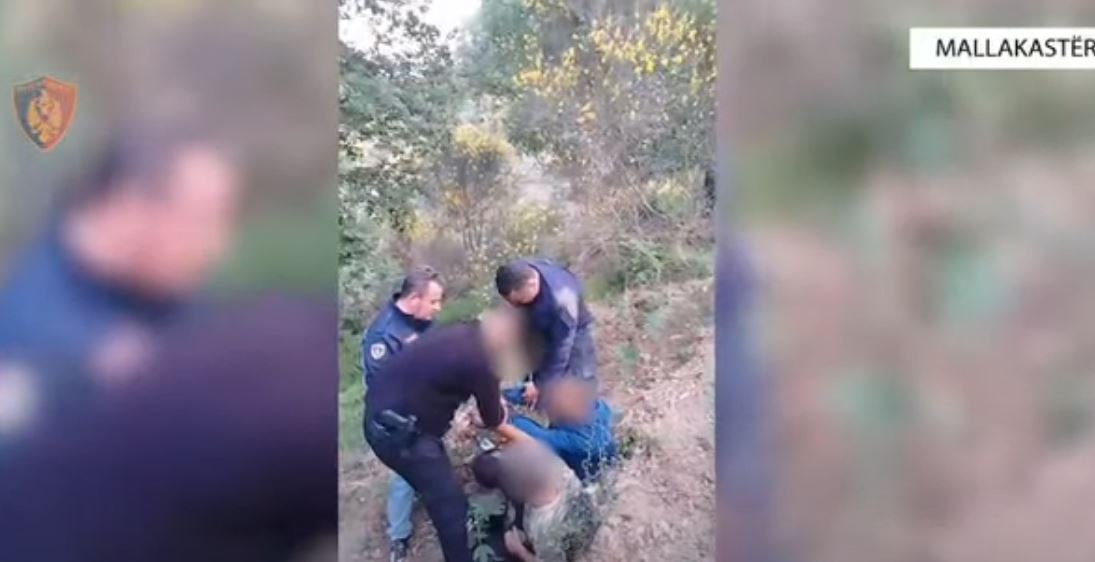 Mallakastër/ Zbulohet parcela me rreth 2 mijë fidanë kanabis ...