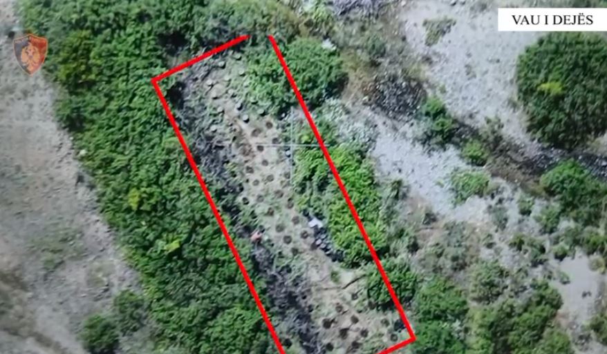 Vau i Dejës/ Arrestohet 27-vjeçari për kultivim kanabisi, procedohet ...