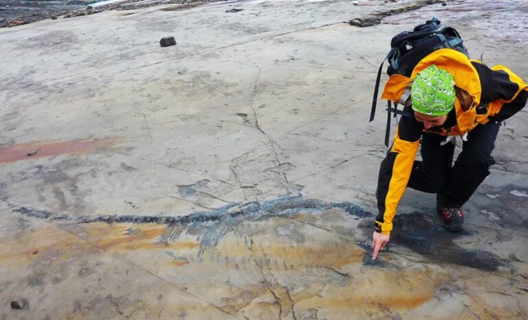 Zbulohet fosil i rrallë, zvarranik shtatzënë që nga epoka prehistorike ...