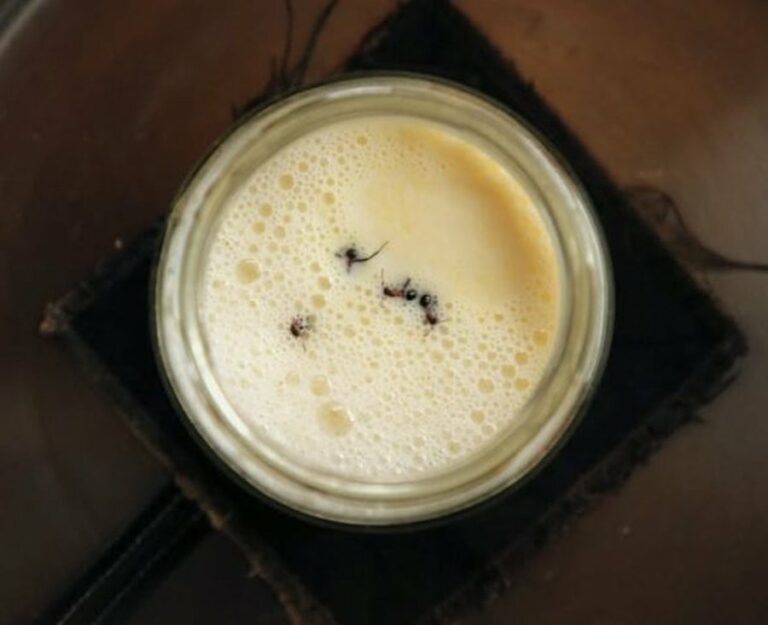 Kosi me milingona, një recetë e vjetër ballkanike habit shkencëtarët ...