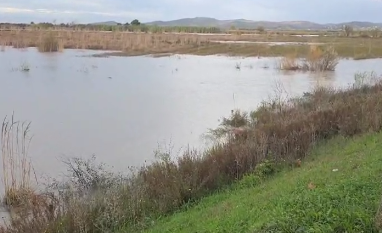 VIDEO/ Vjosa del nga shtrati, dëmtohen shumë toka bujqësore në Myzeqe ...