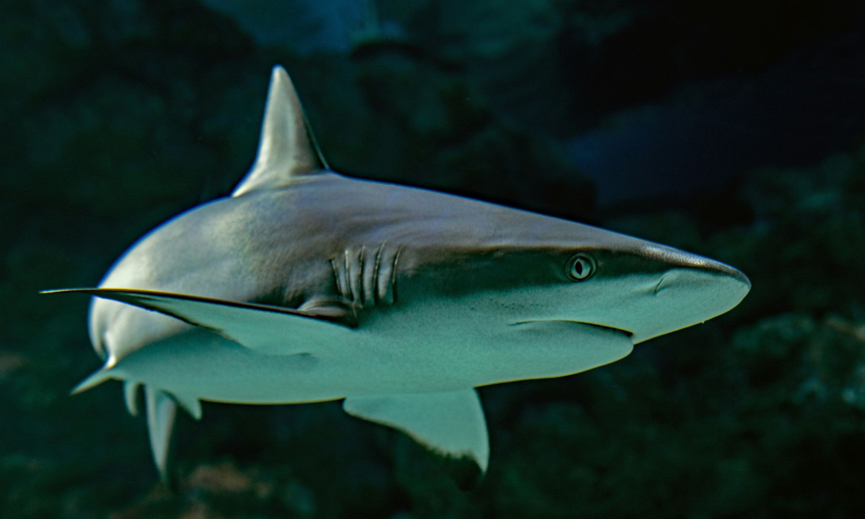 Shocking in Brazil! Shark attacks 11-year-old boy, boy loses leg ...